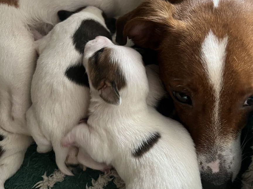 Щенки джек Рассел терьер гладкошерстный