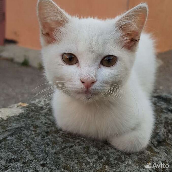Котёнок-деаочка в поисках дома