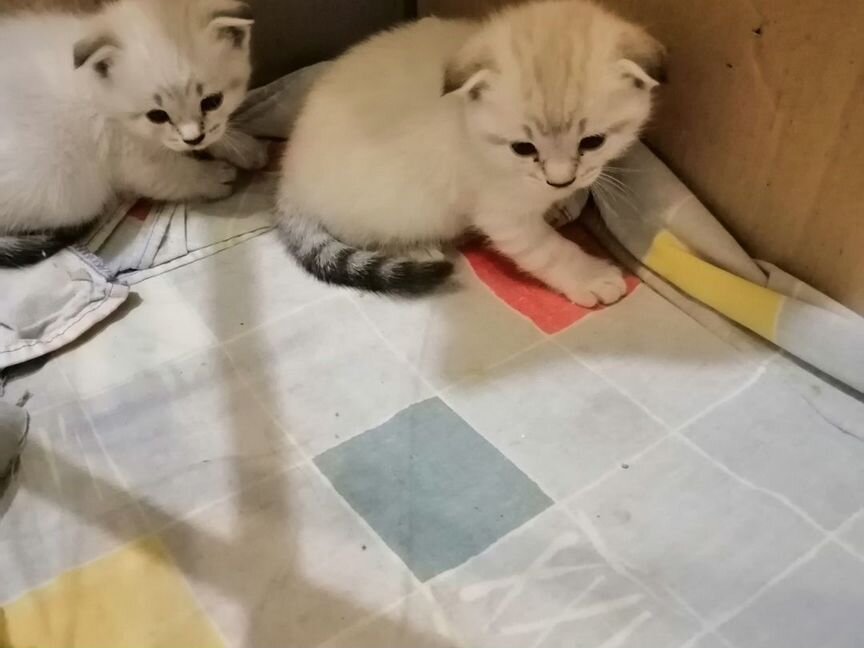 Котята в добрые руки 1 месяц