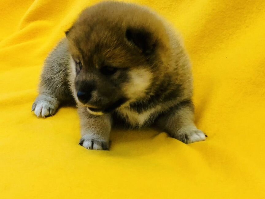 Продается щенок Сиба-ину