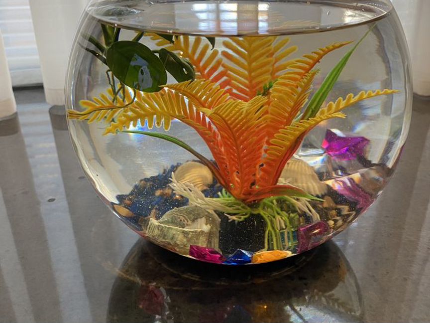 Готовый аквариум с лягушкой