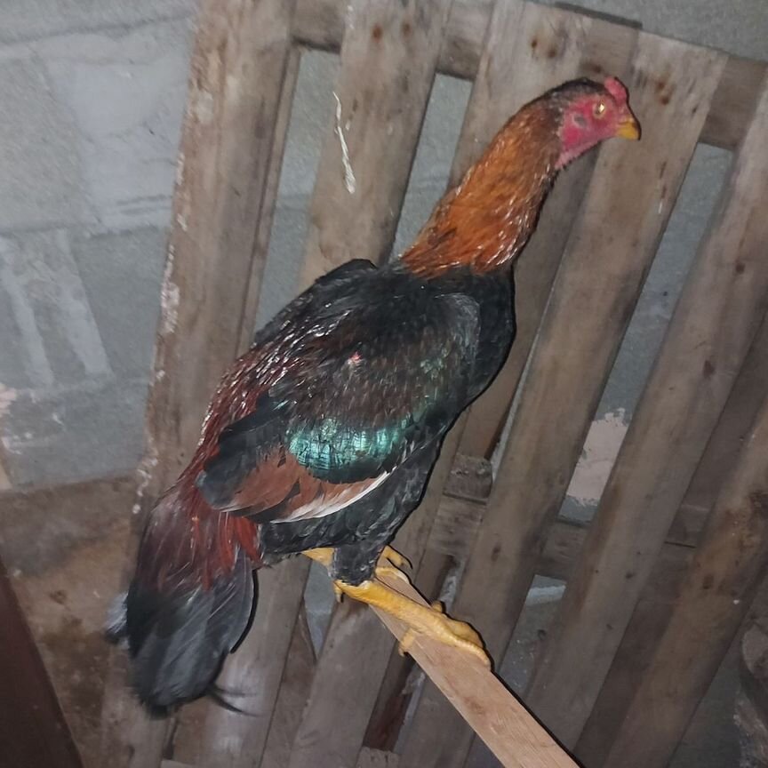 Бойцовые петухи о шамо