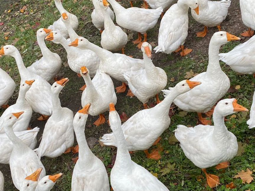 Инкубационное яйцо гусей