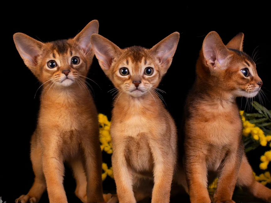 Абиссинские котята