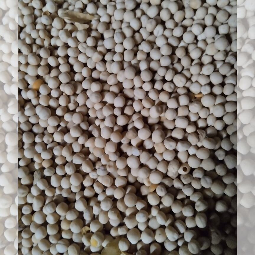 Горох кормовой