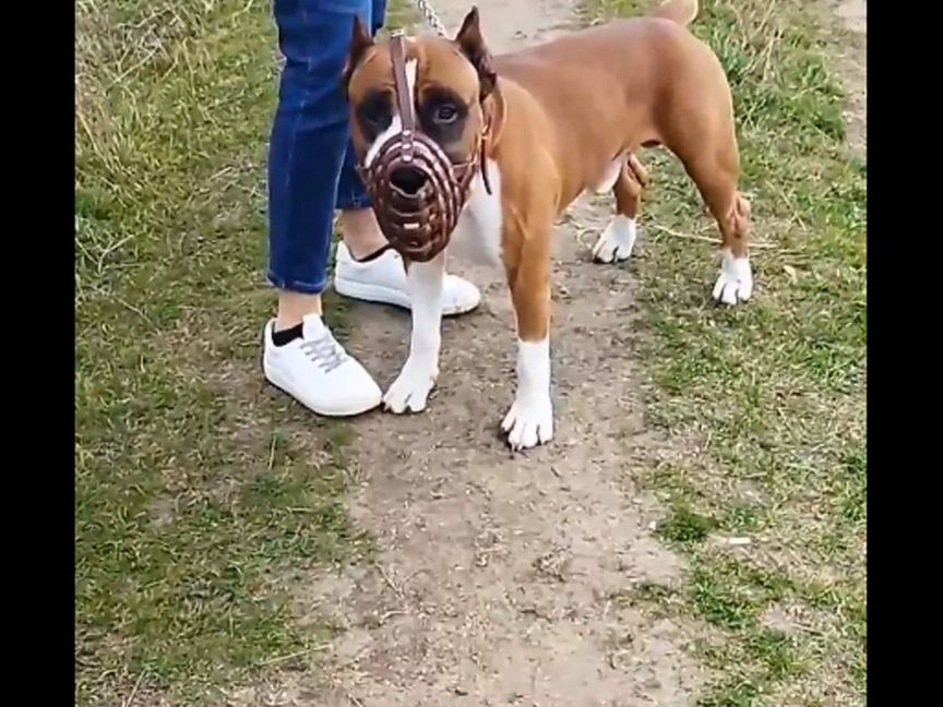 Стаффордширский терьер ищет дом