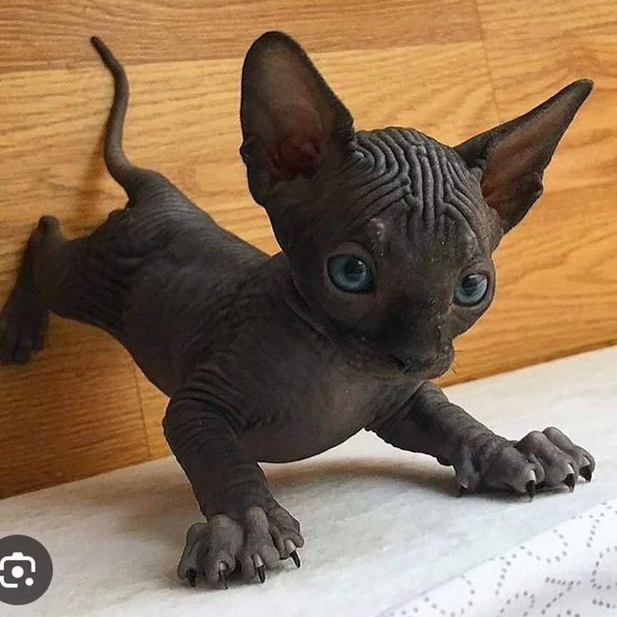 Канадский сфинкс котёнок
