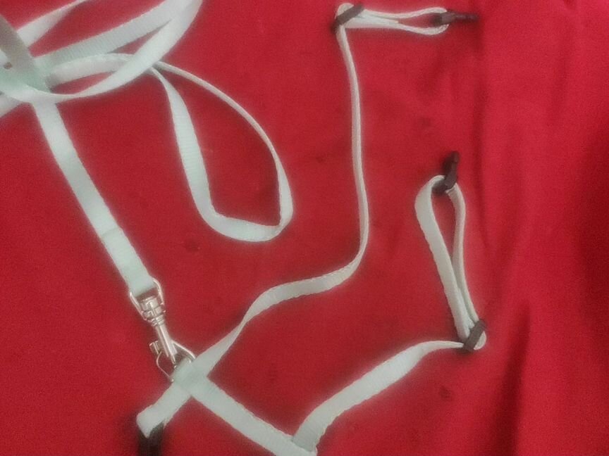 Шлейка для маленькой собаки