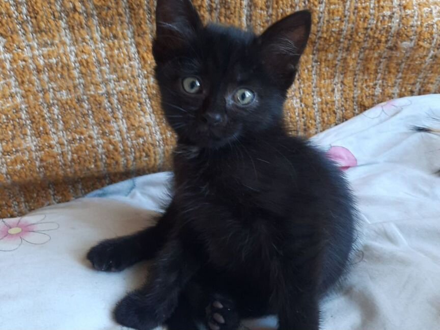 Очаровательная кошечка ищет дом и доброго хозяина