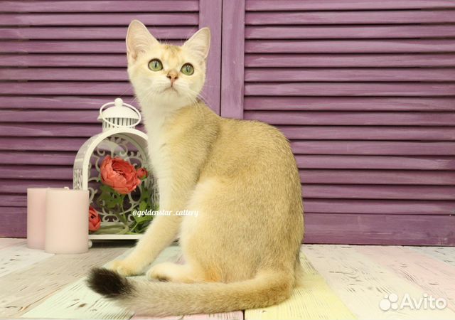 Британская золотая шиншилла кошечка ny11