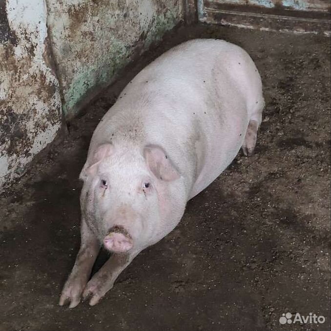 Свиньи живым весом