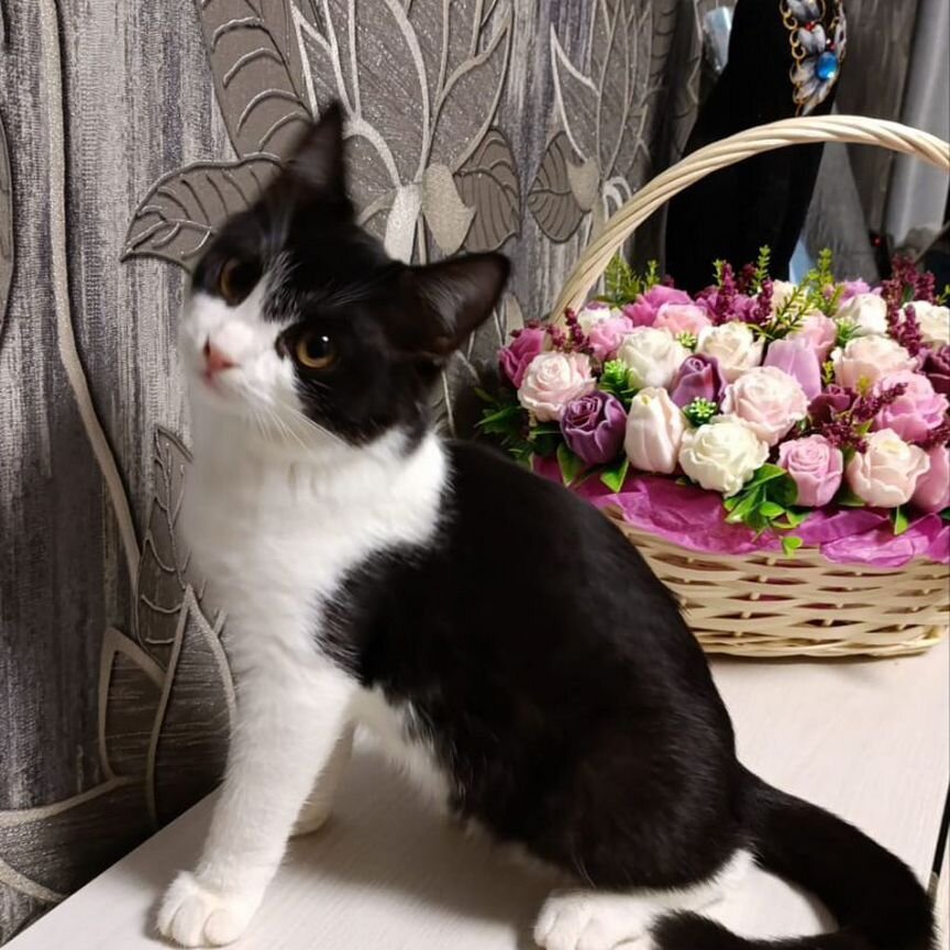 Котёнок Иришка