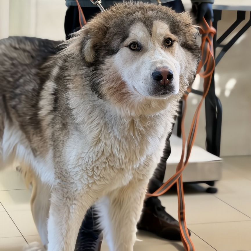 Аляскинский маламут, щенок