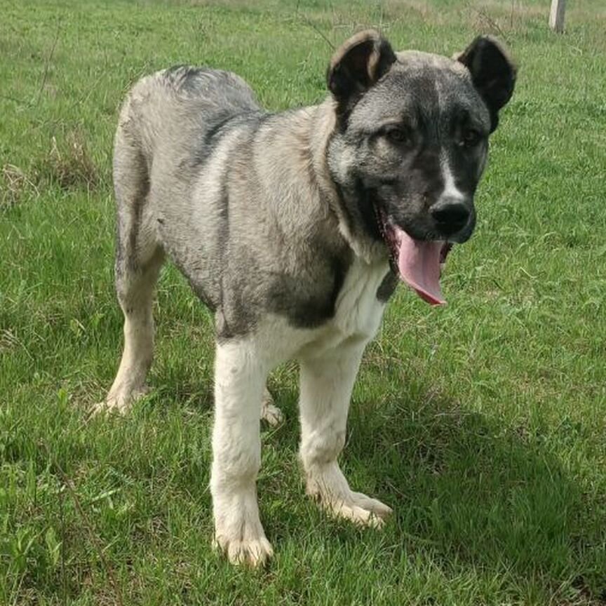 Щенок алабая