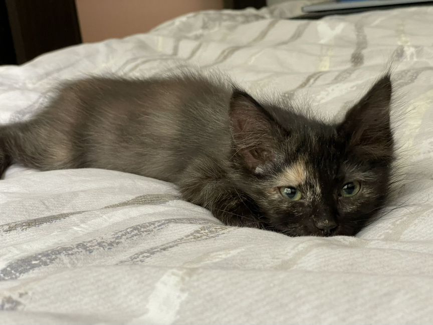 Котёнок в самые добрые ручки