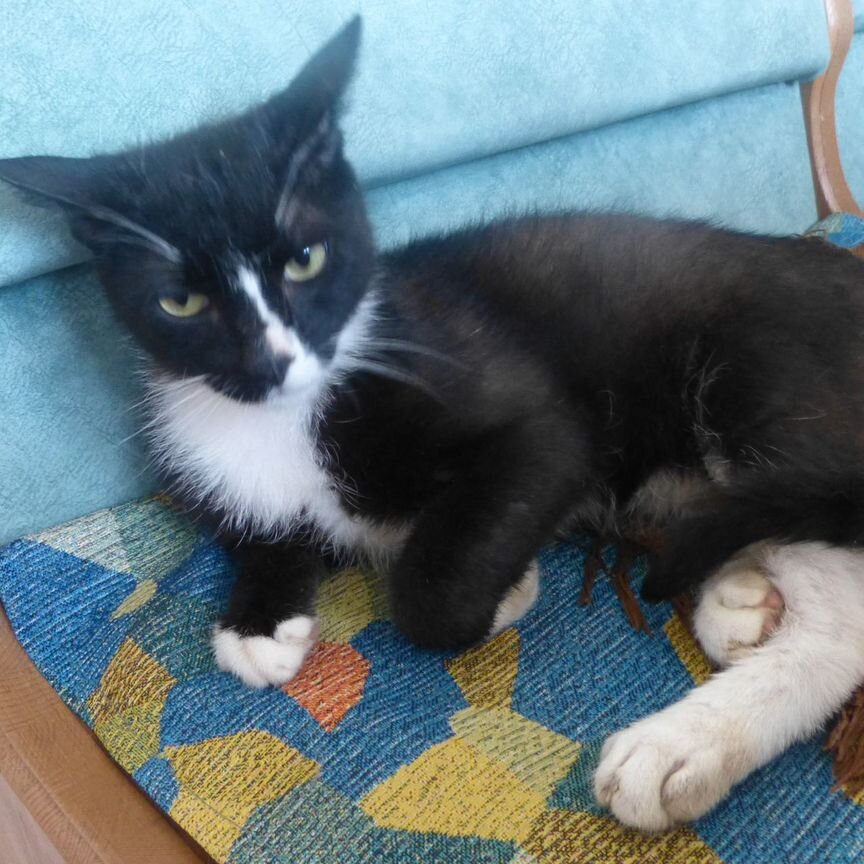 Котик в добрые руки
