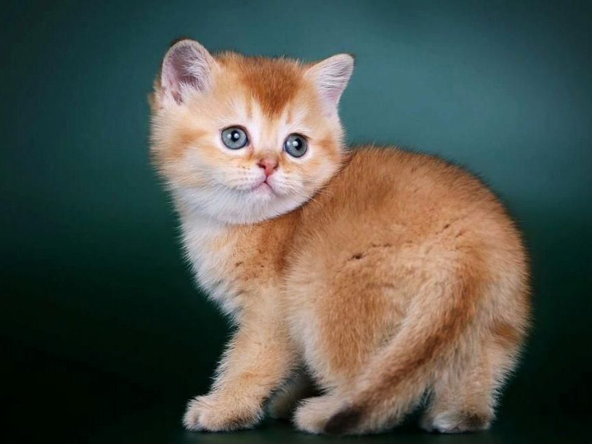 Золотая девочка Скоттиш страйт