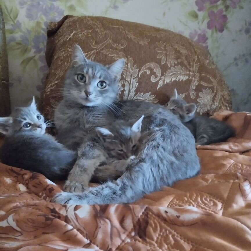 Котята в добрые руки