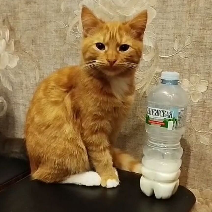Котенок ищет дом