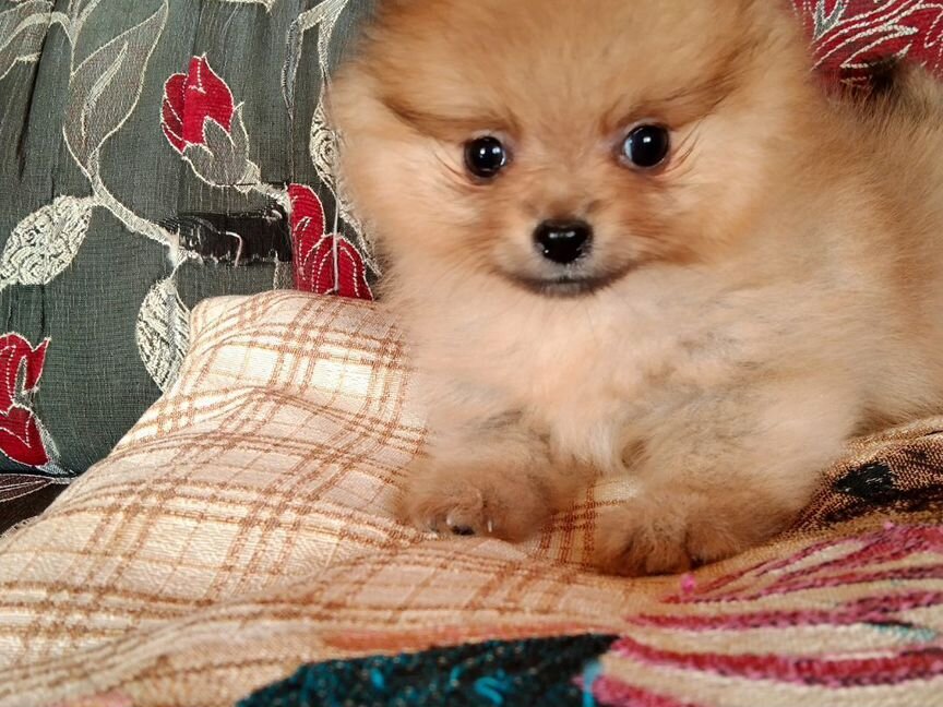 Щенки шпица