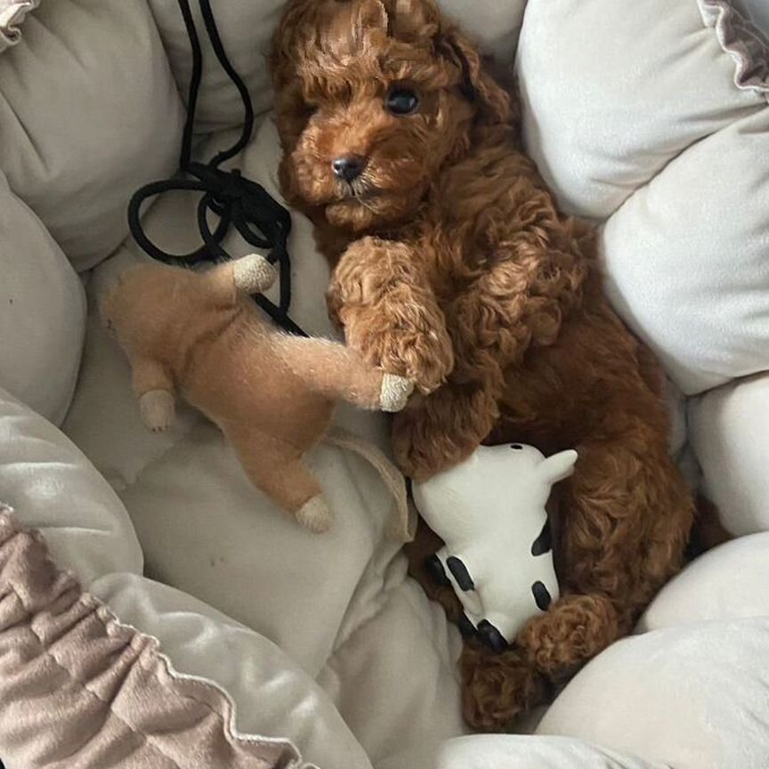 Мальтипу мини Китай