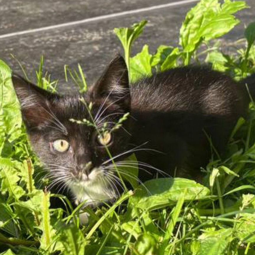 Котёнок в добрые руки
