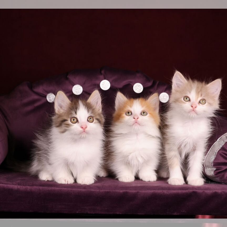 Манчкин котёнок