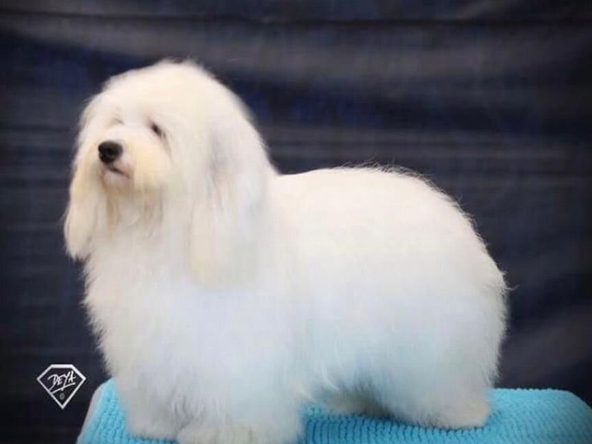 Щенки Котон де Тулеар(Coton de Tulear)
