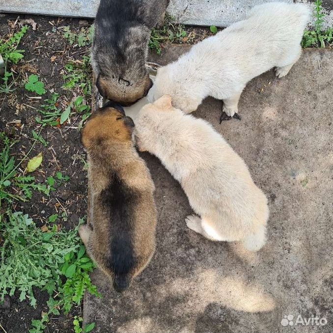 Щенки/Кутята в добрые руки