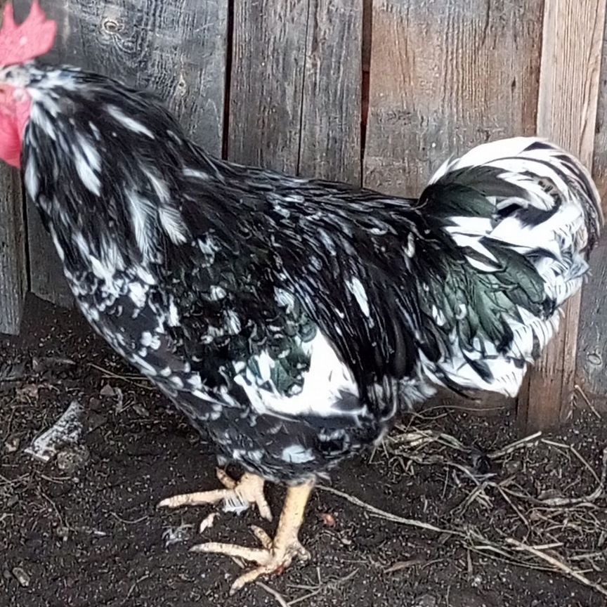 Петух на племя