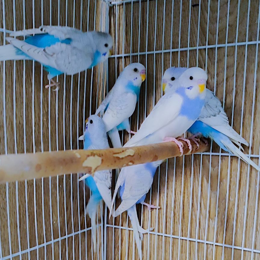 Волнистый попугай малышня