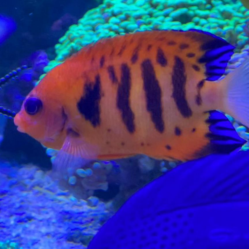 Ангел карликовый огненный (центропиг лорикула)