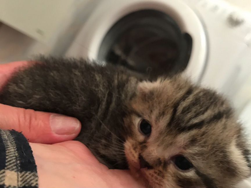 Кот