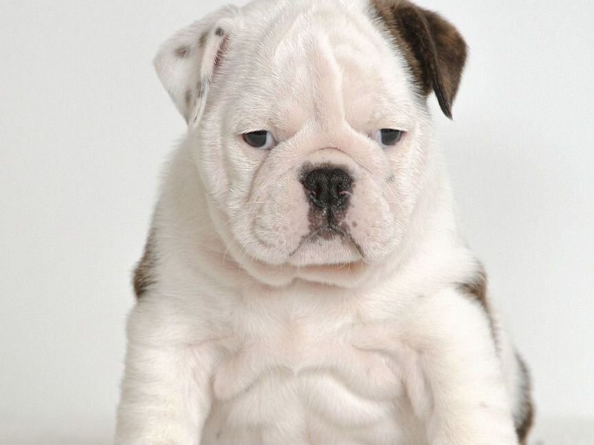 Английский бульдог