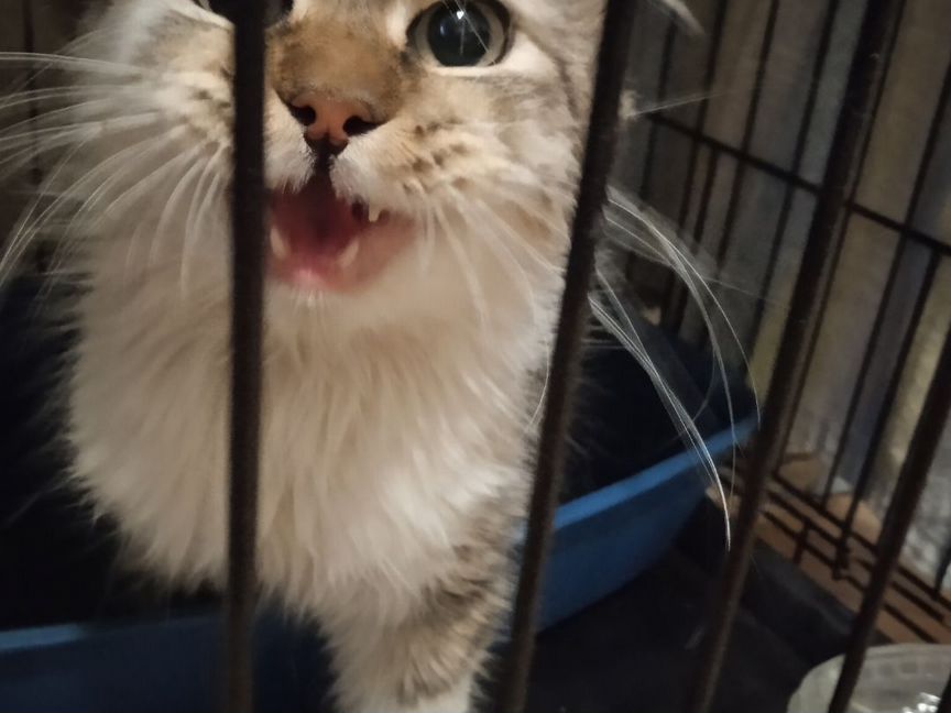 Мишутке нужен дом