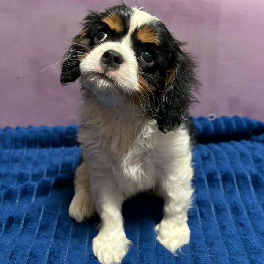 Кавалер Кинг Чарльз спаниель