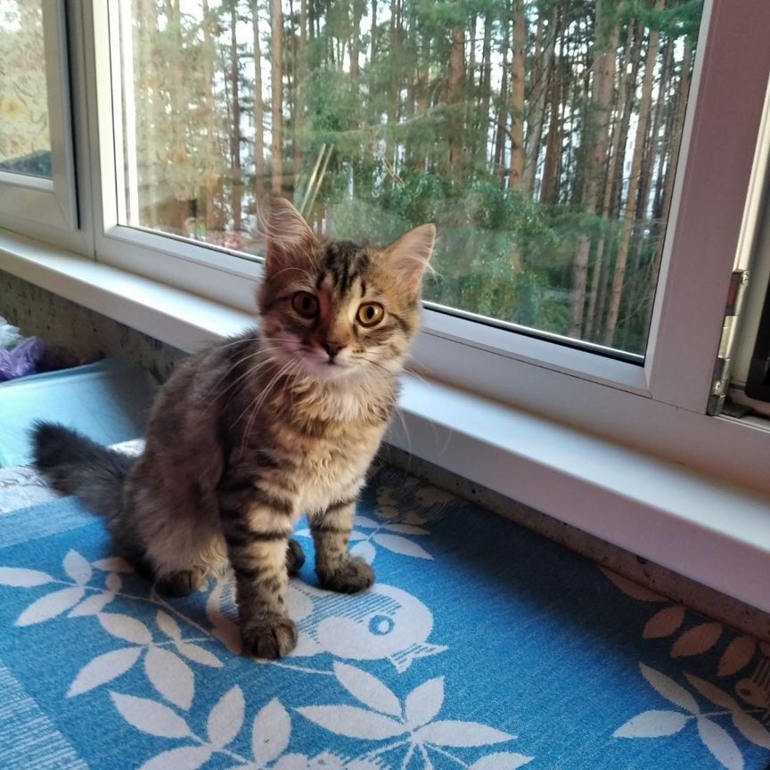 Кошечка Бусинка