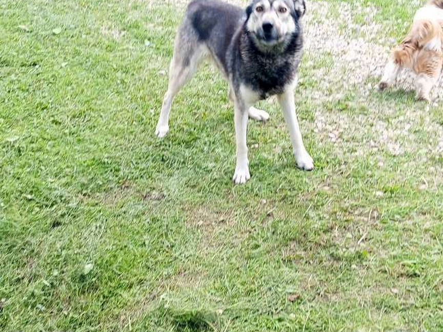 Собака дворняжка девочка