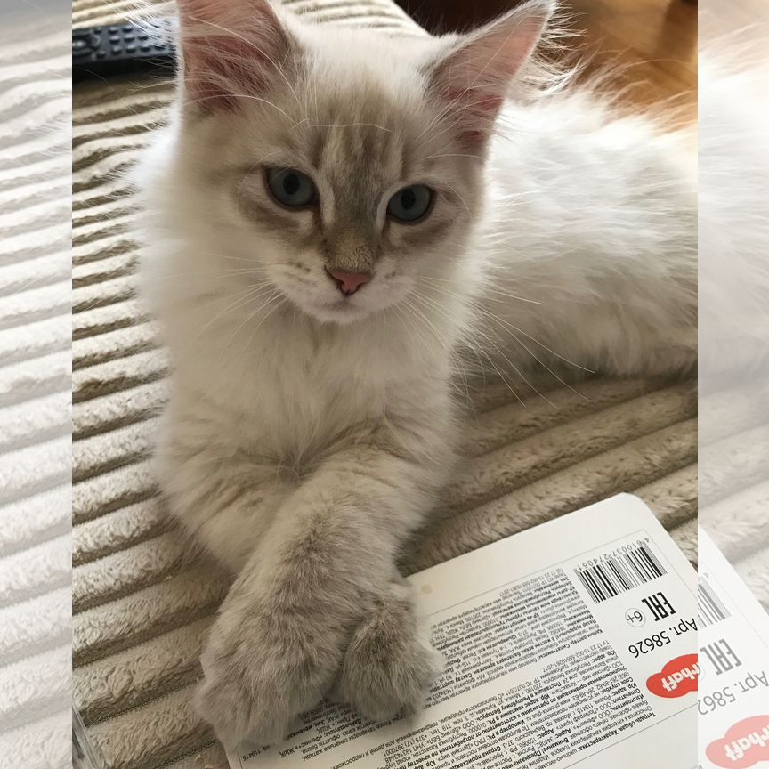 Невский маскарадный котёнок