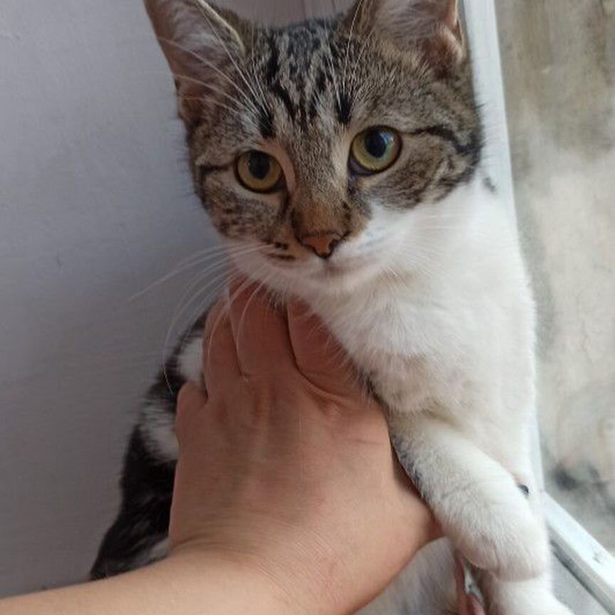 Кошечка Мия