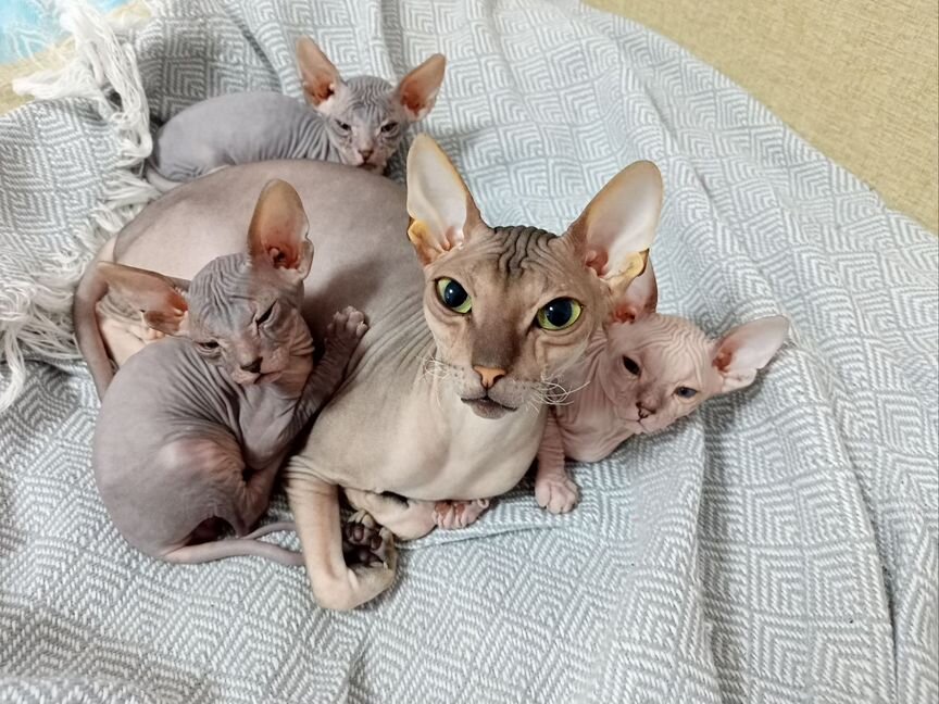 Скоро в продаже Донской сфинкс котята