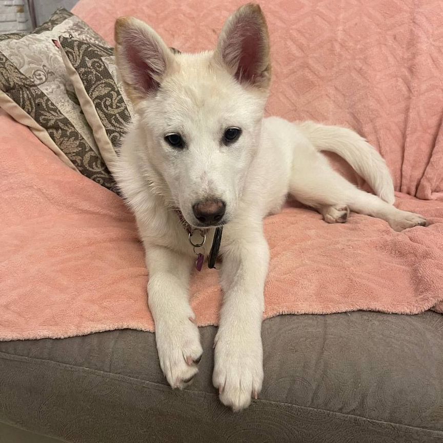 Щенок в добрые руки бесплатно