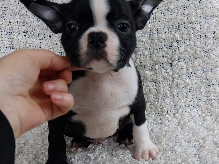 Бостон терьер - щенки