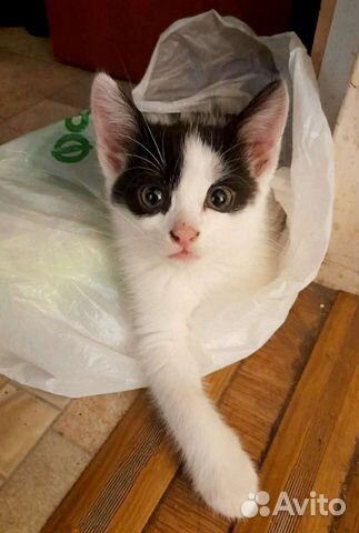 Котёнок Барсюша в добрые руки