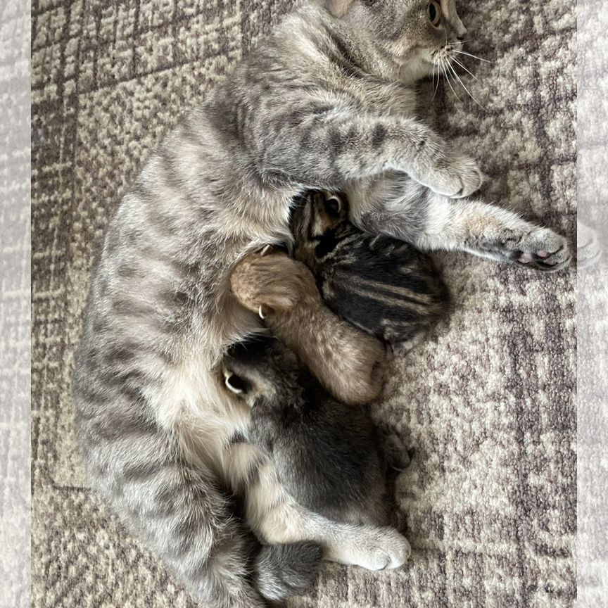 Британский длинношёрстный котёнок