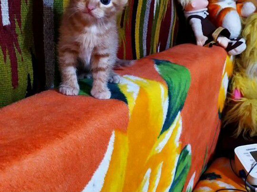 Котята рыжие бесплатно