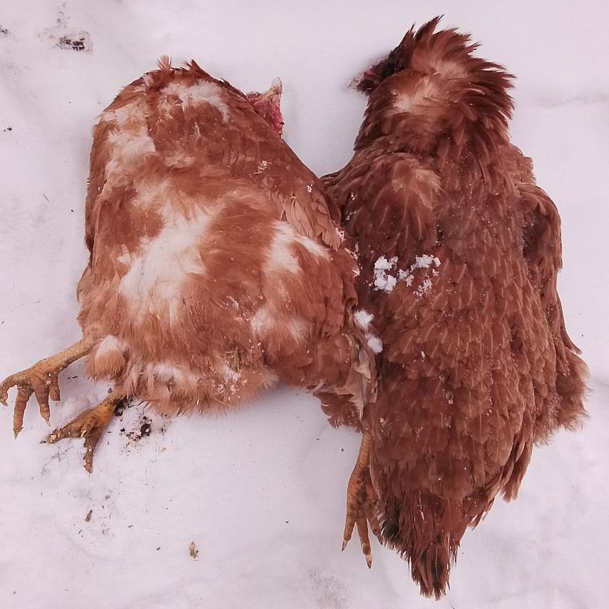 Домашние курицы несушки 1,5года