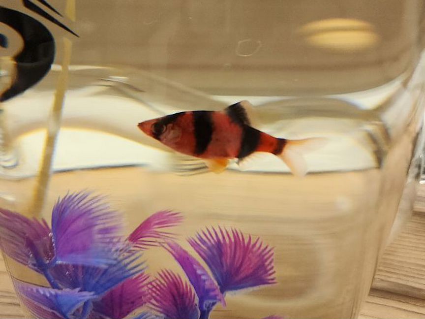 Отдам бесплатно Барбус