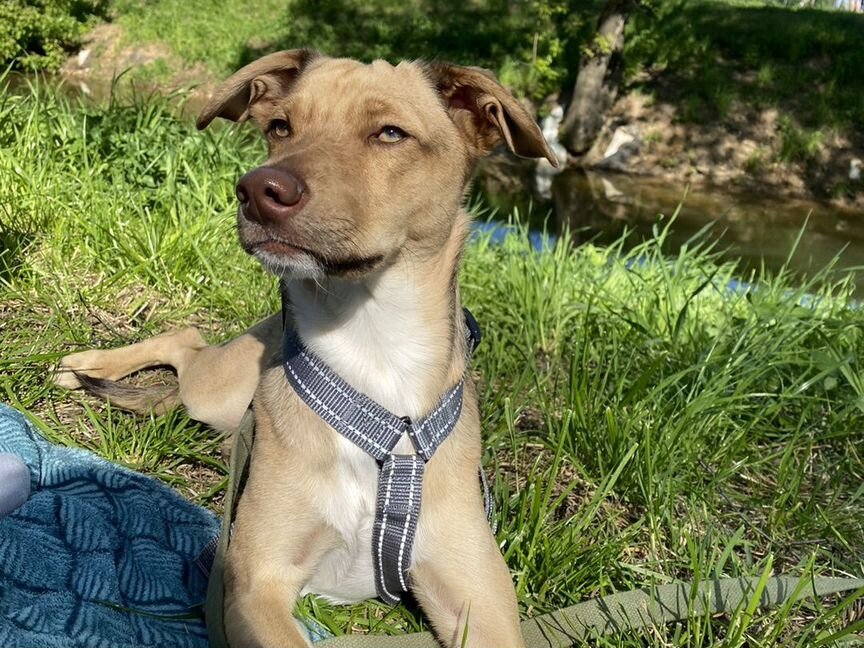 Ищу семью собаке мальчик 1 год