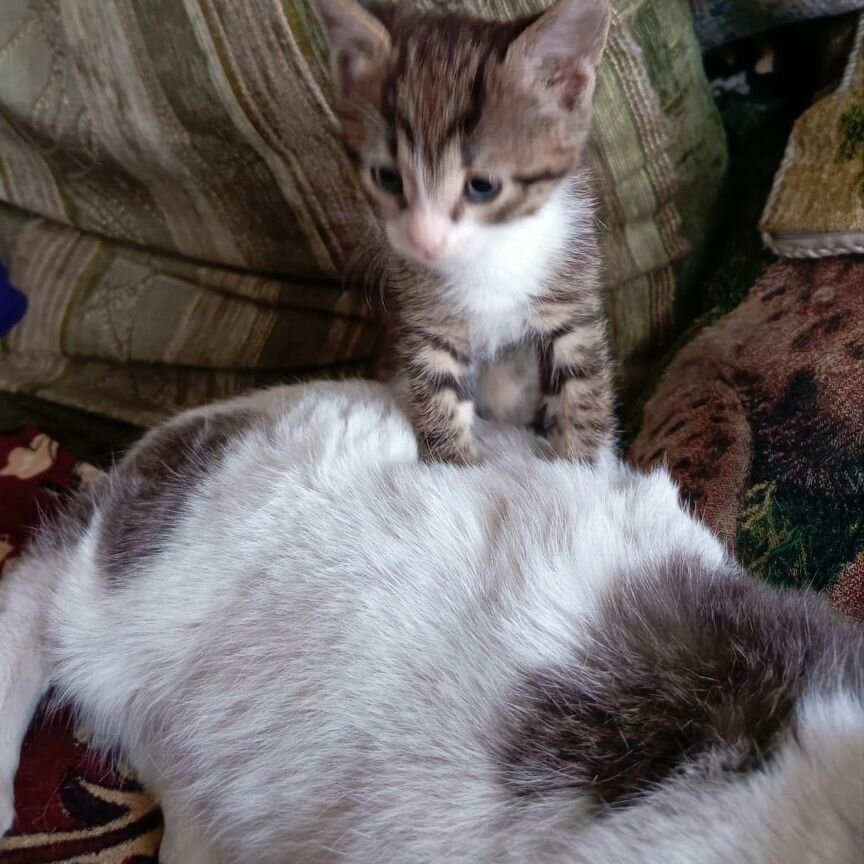 Котик в дар